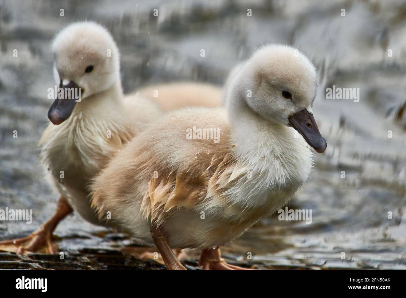 Cute cygnets of a mute swan, Cygnus olor Stock Photo - Alamy