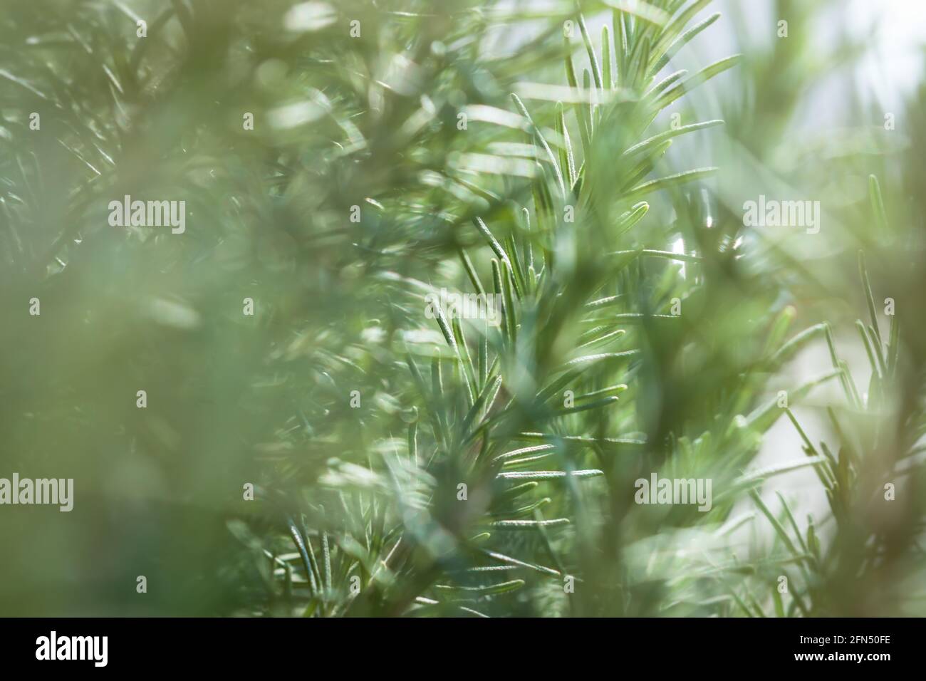 Blurred green summer grass background. Natural eco-friendly design ...