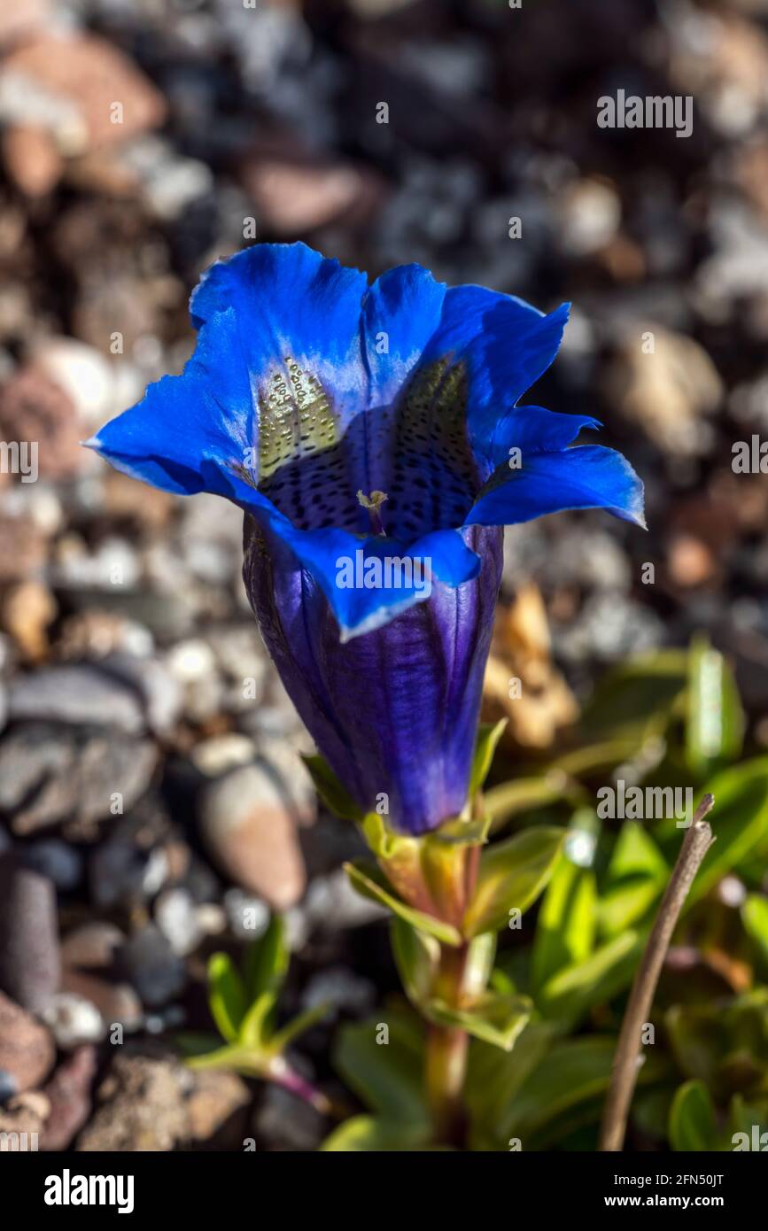 Gentiana occidentalis a spring flowering plant with a blue springtime ...