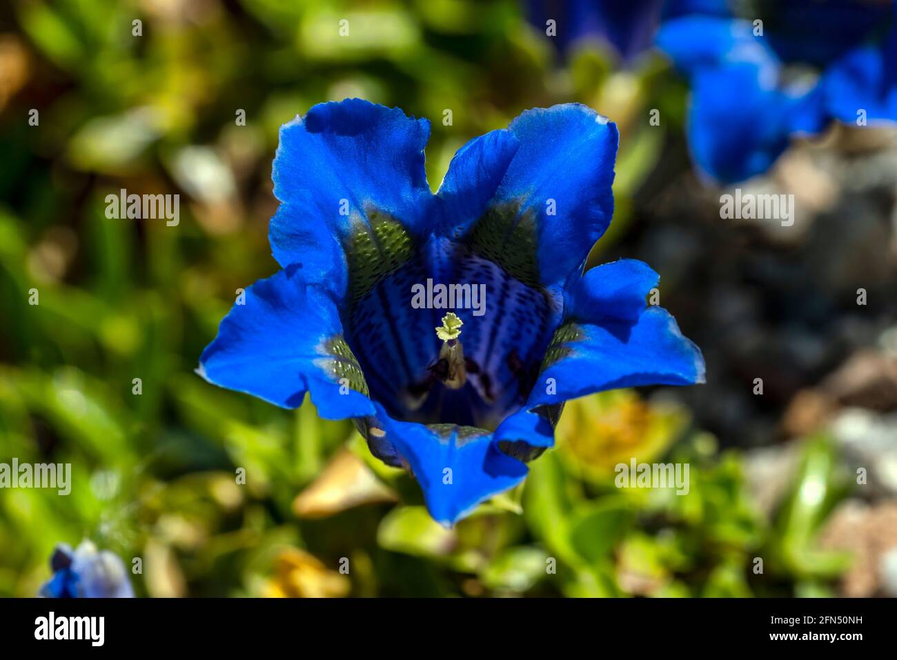 Gentiana occidentalis a spring flowering plant with a blue springtime ...