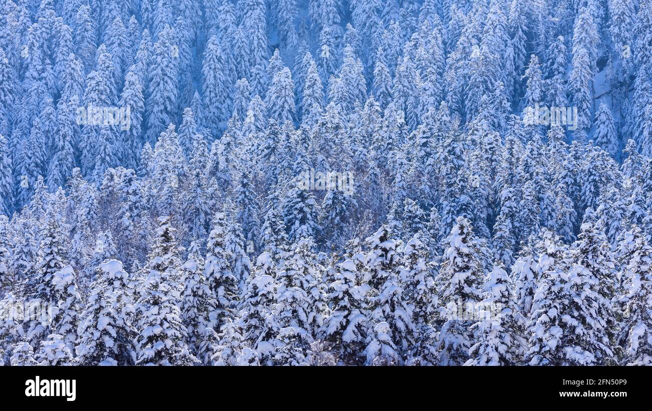 El bosque nevado hi-res stock photography and images - Alamy