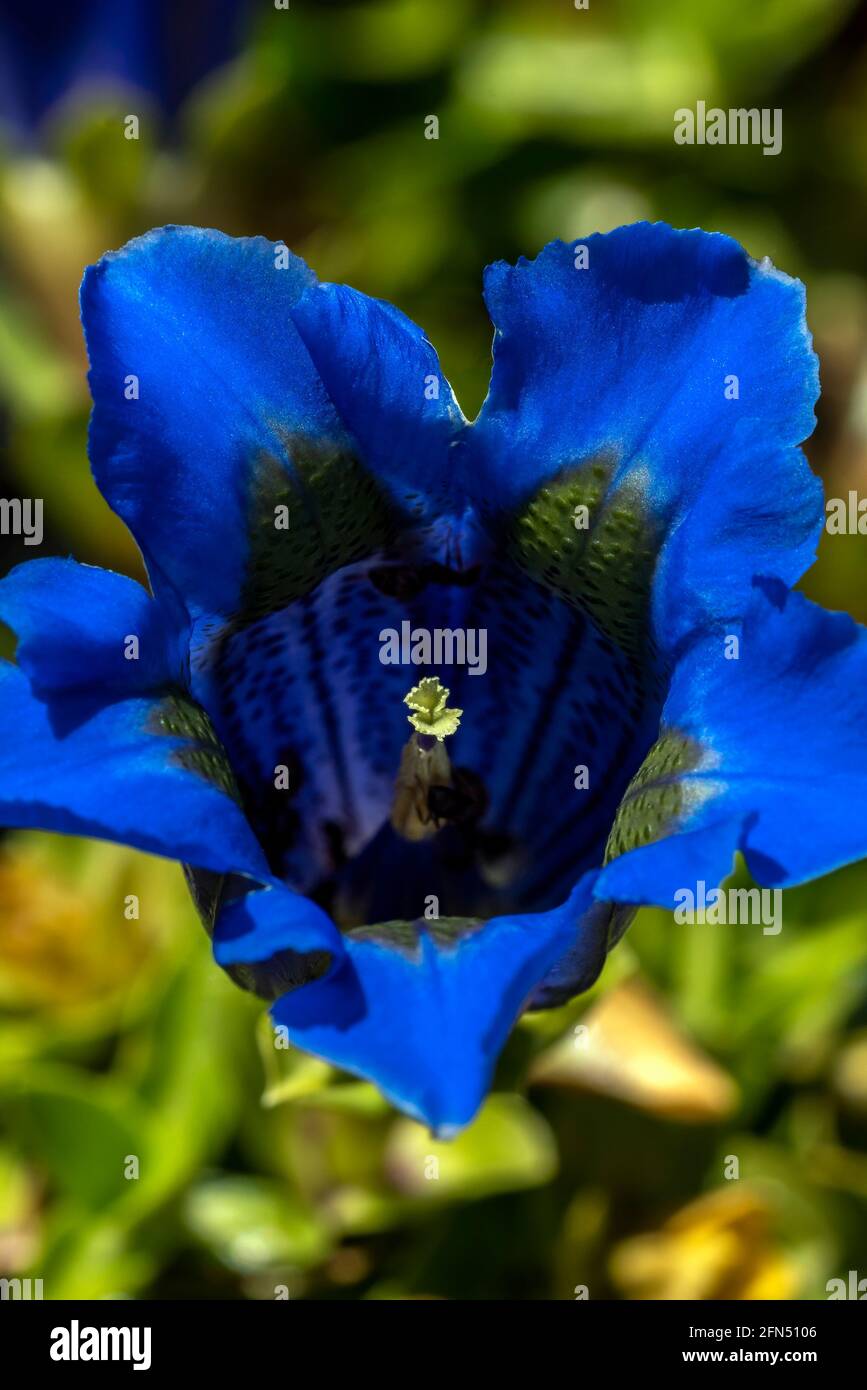 Gentiana occidentalis a spring flowering plant with a blue springtime ...