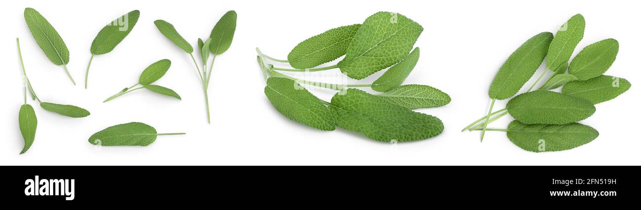 Sage herb leaves isolated on white background with clipping path and ...