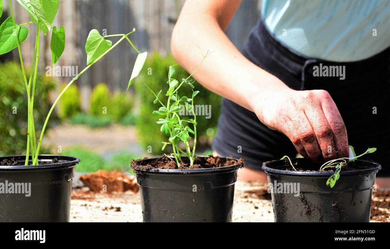 Potager vertical hi-res stock photography and images - Alamy