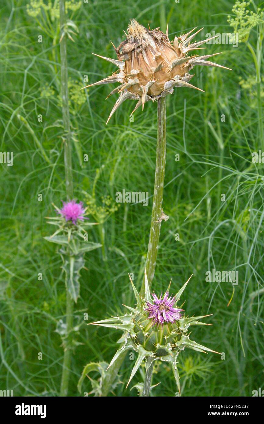 Flowers and seed pods of the wild plant milk thistle, silybum marianum ...
