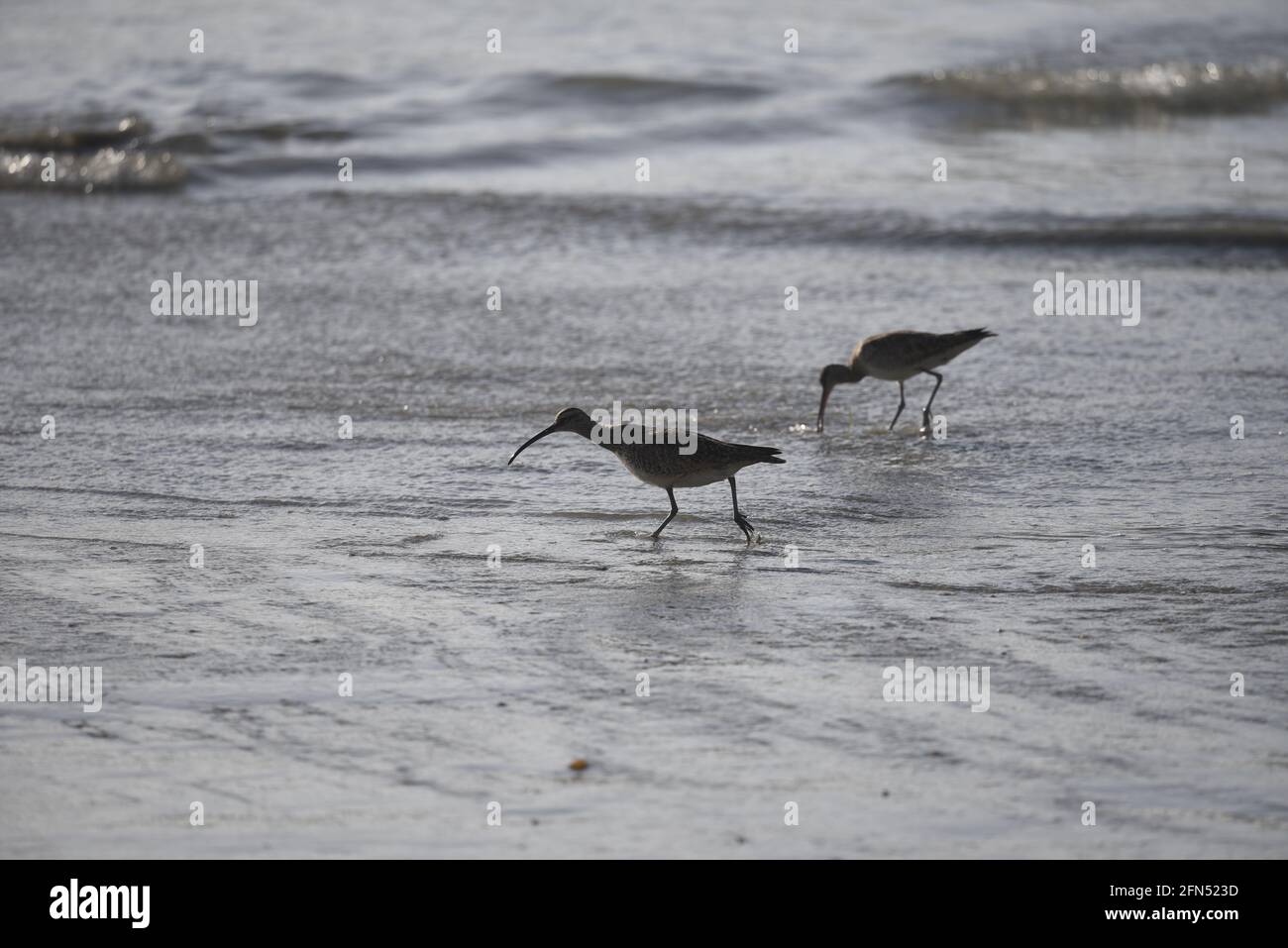 Willet shorebirds (Tringa semipalmata) on the wet sand of Imperial ...