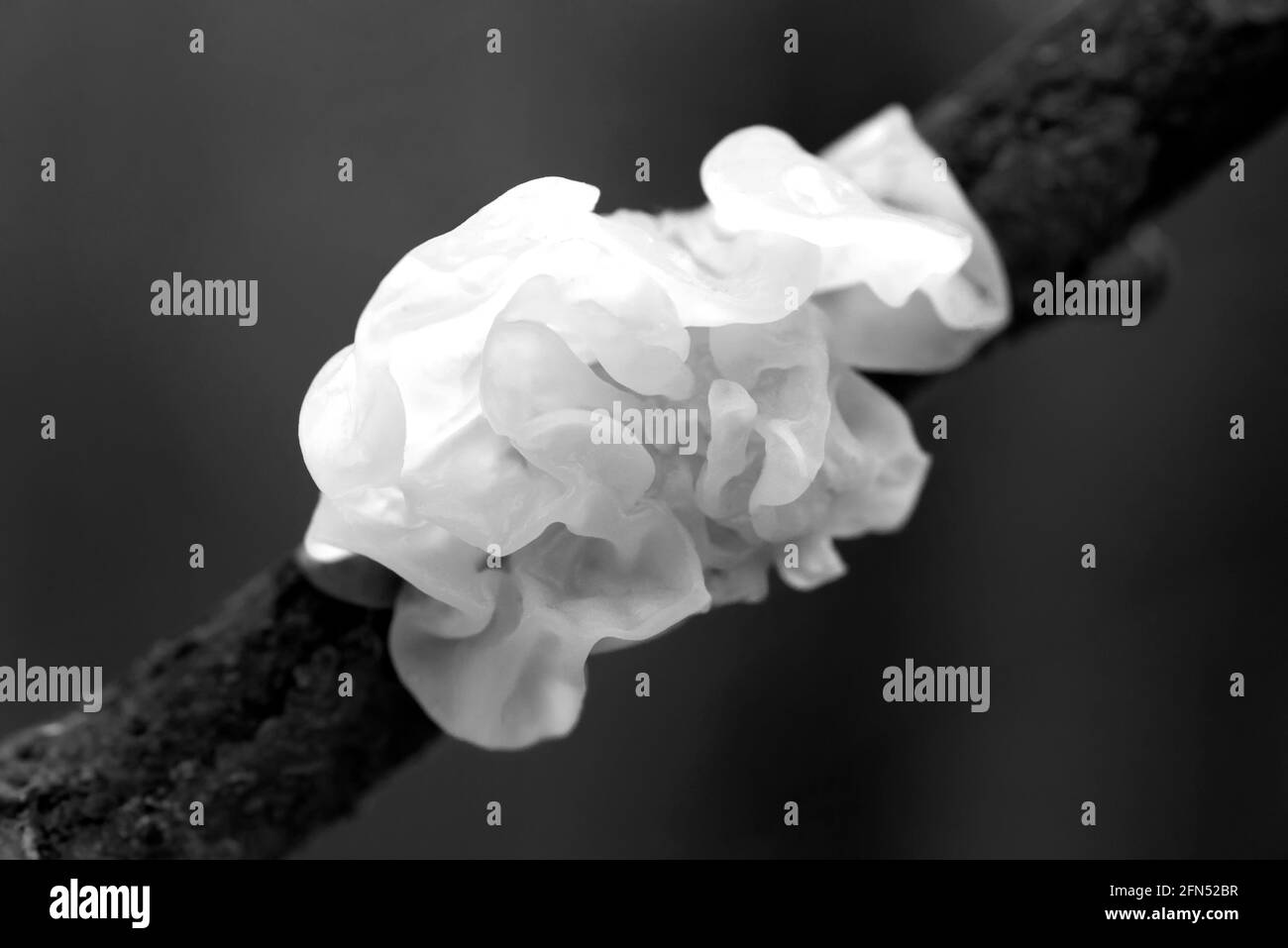 Mushroom Tremella mesenterica, yellow brain, golden jelly fungus ...