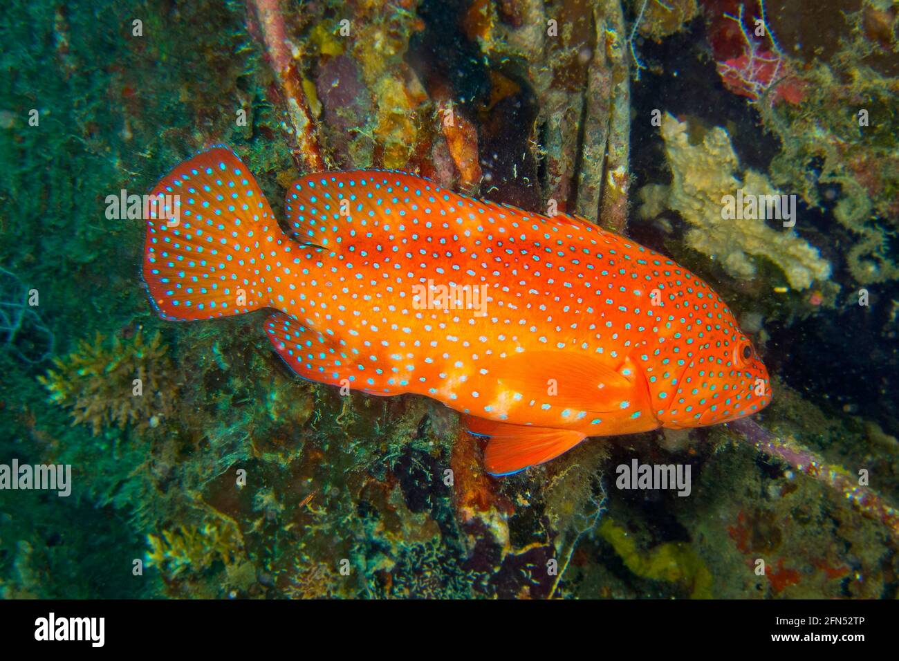Coral Grouper, Coral Rock Cod, Cephalopholis miniata, Coral Reef, South ...