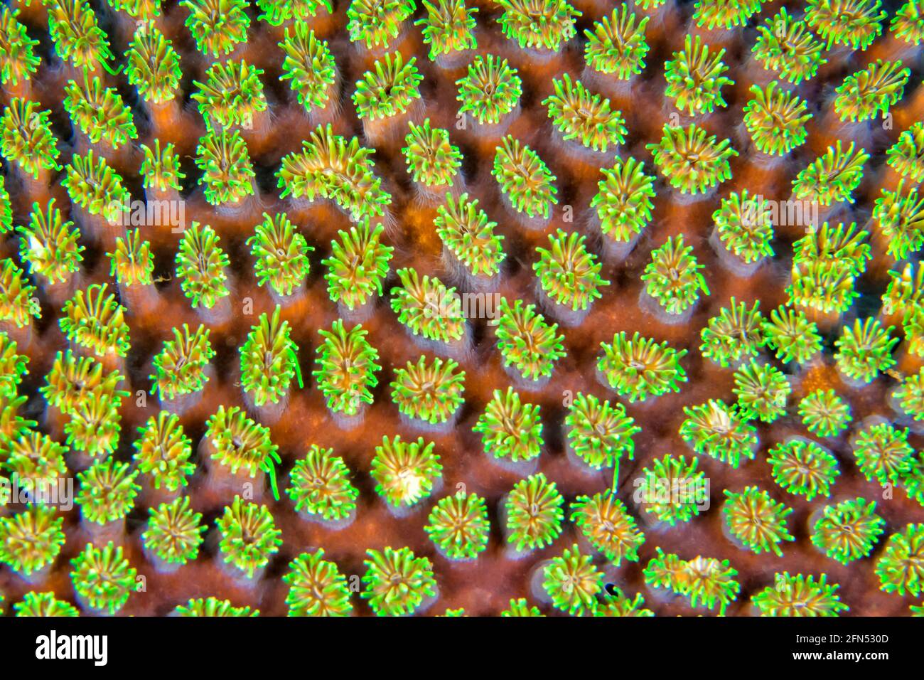 Boulder Coral, Reef Building Coral, Stony Coral, Branching Coral ...