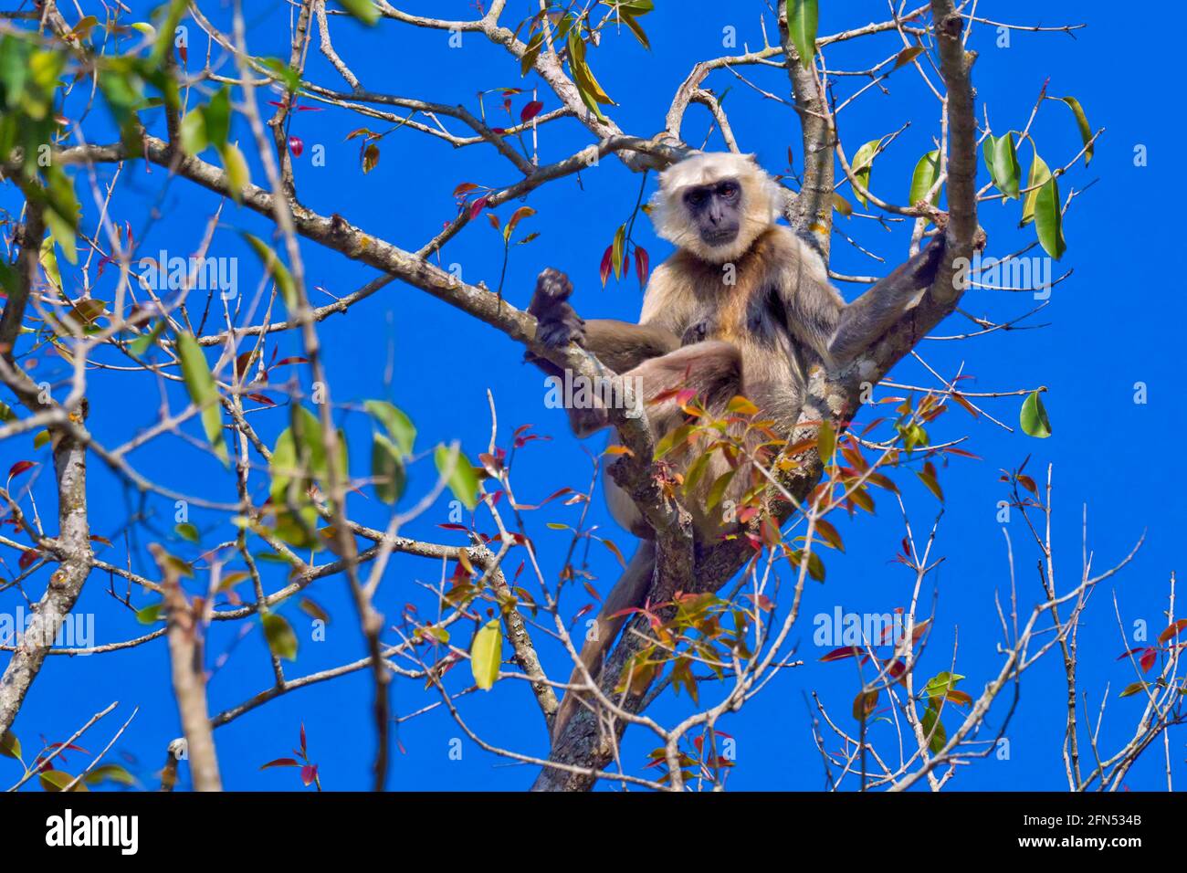 Tarai Gray Langur, Semnopithecus hector, Cercopithecidae, Royal Bardia ...