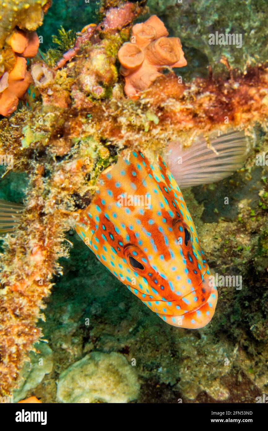 Scuba diving in maldives grouper hi-res stock photography and images ...