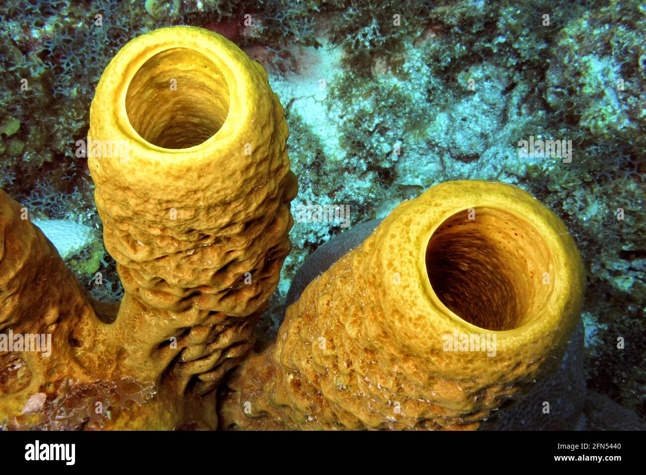 Giant tube sponge hi-res stock photography and images - Alamy