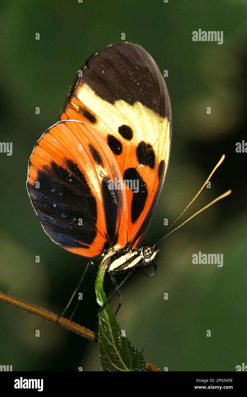 Tropical Butterfly, Tropical Rainforest, Napo River Basin, Amazonia ...
