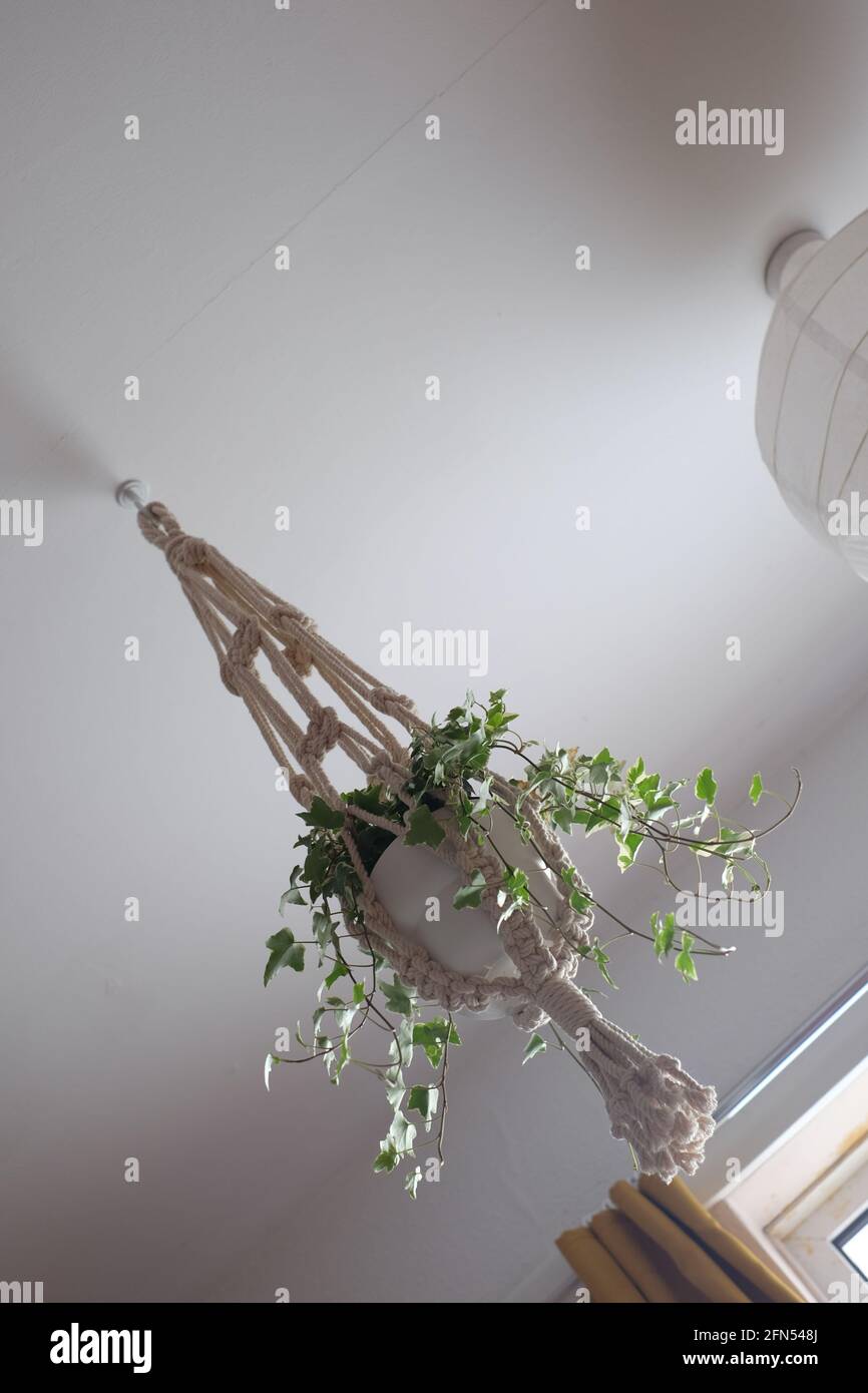 Houseplant in macrame plant hanger suspended from a ceiling Stock Photo ...
