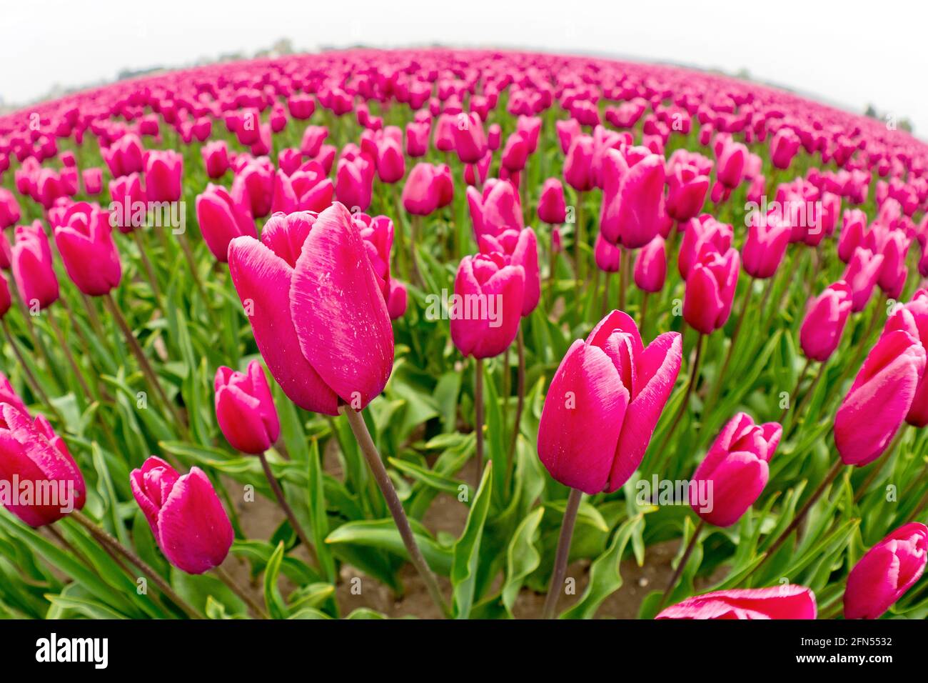 Colorful Tulips Fields, Holland, Netherlands, Europe Stock Photo - Alamy