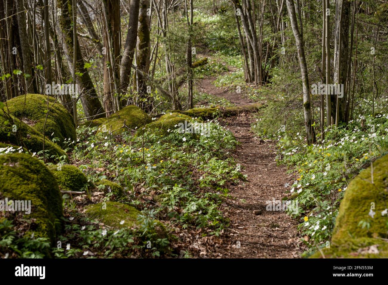 Pathway in the woods hi-res stock photography and images - Alamy