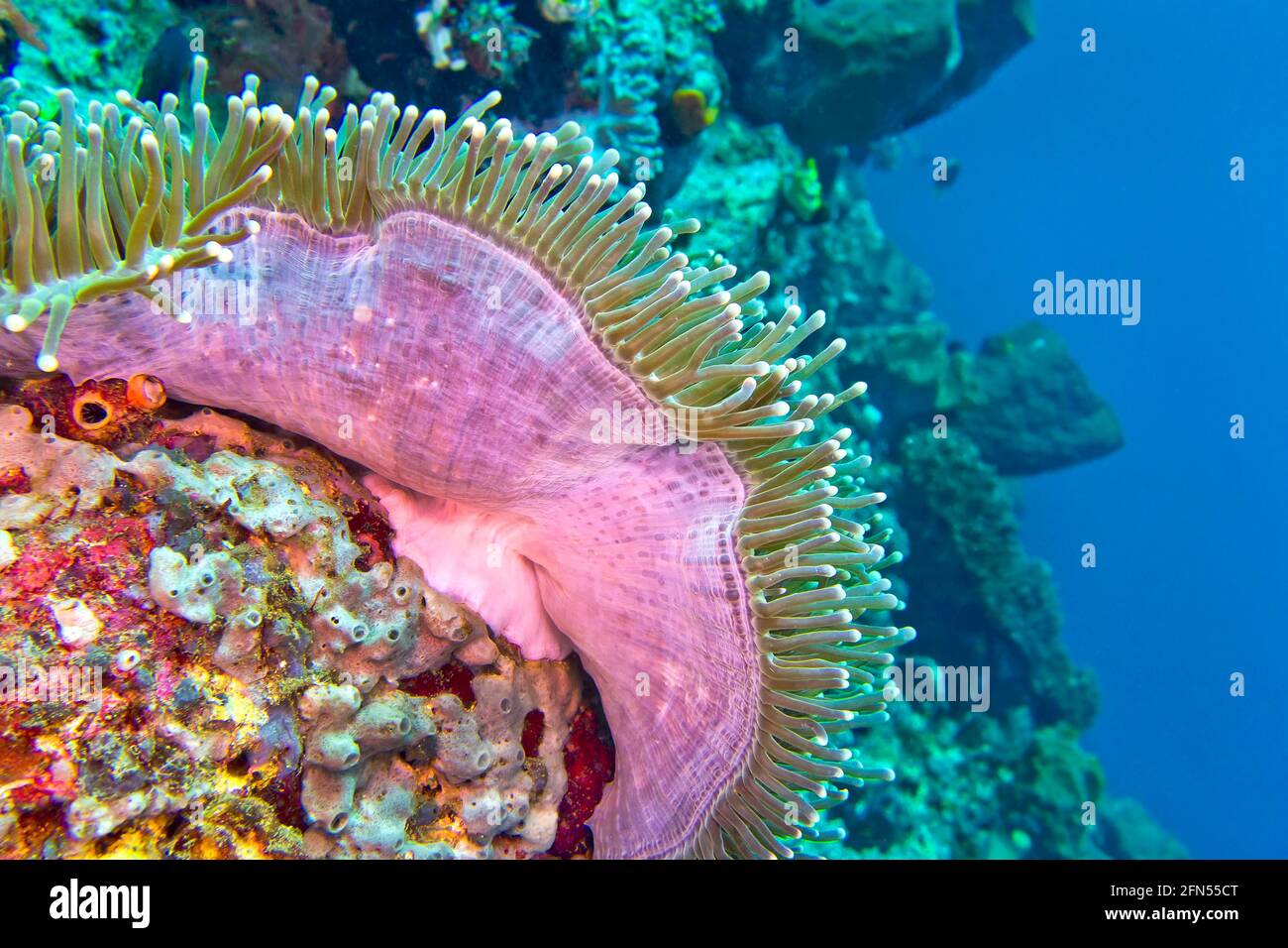 Magnificent Sea anemone, Ritteri anemone, Heteractis magnifica, Lembeh ...