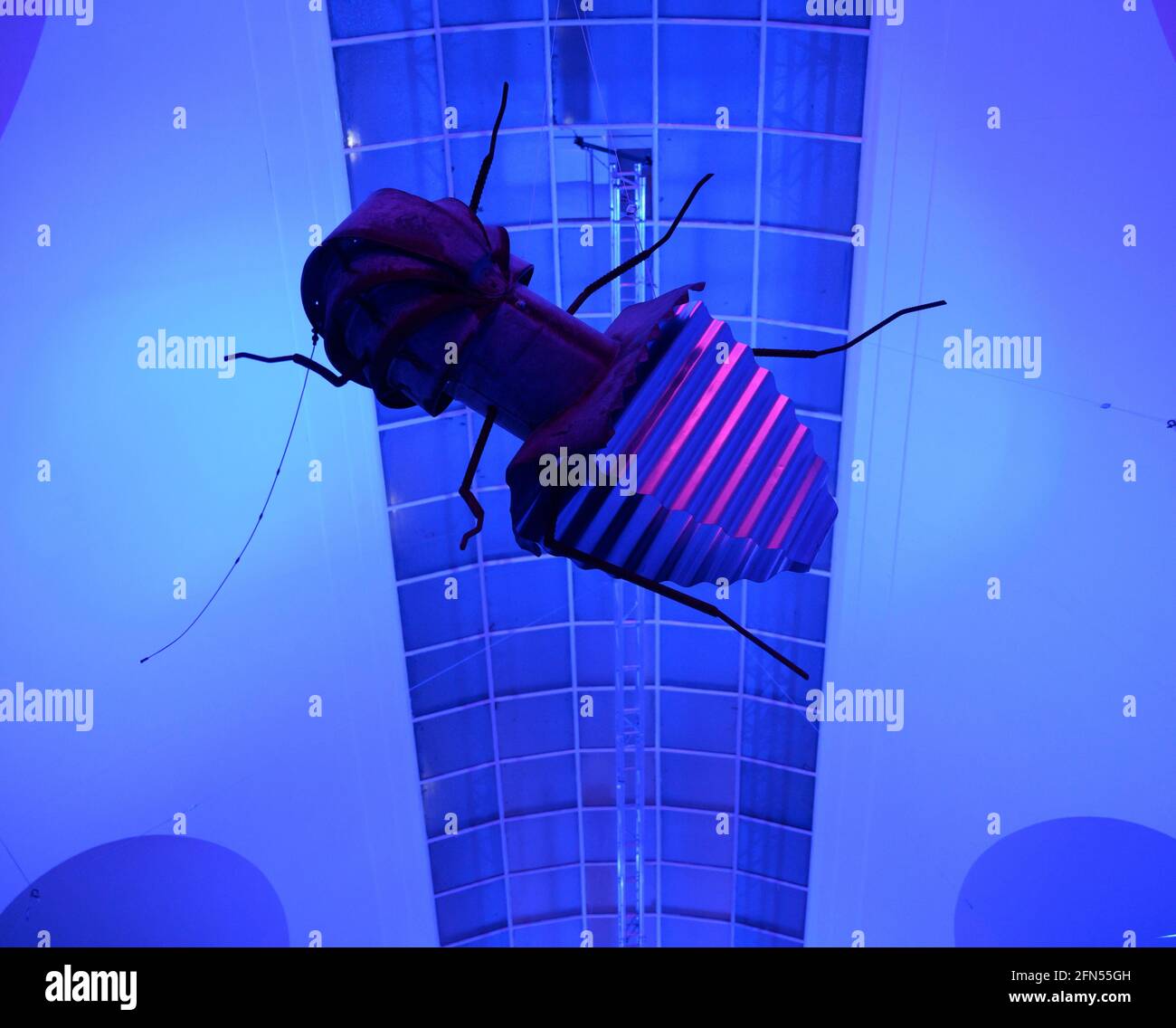 Giant scale insects hi-res stock photography and images - Alamy