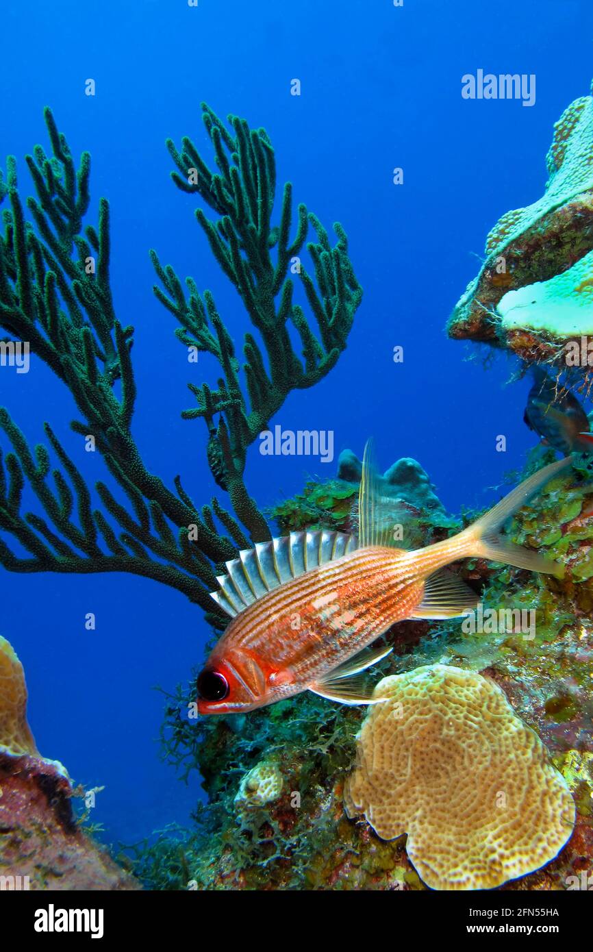 Longspine squirrelfish hi-res stock photography and images - Alamy