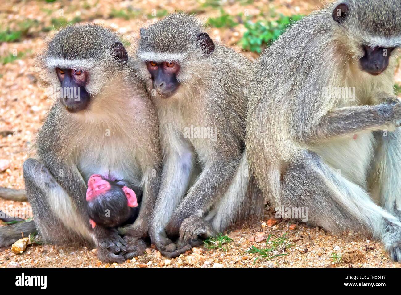 Vervet Monkey, Cercopithecus aethiops, Kruger National Park, South ...