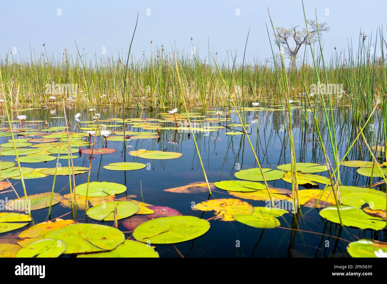 Okavango Wetlands, Okavango Delta, UNESCO World Heritage Site, Ramsar ...