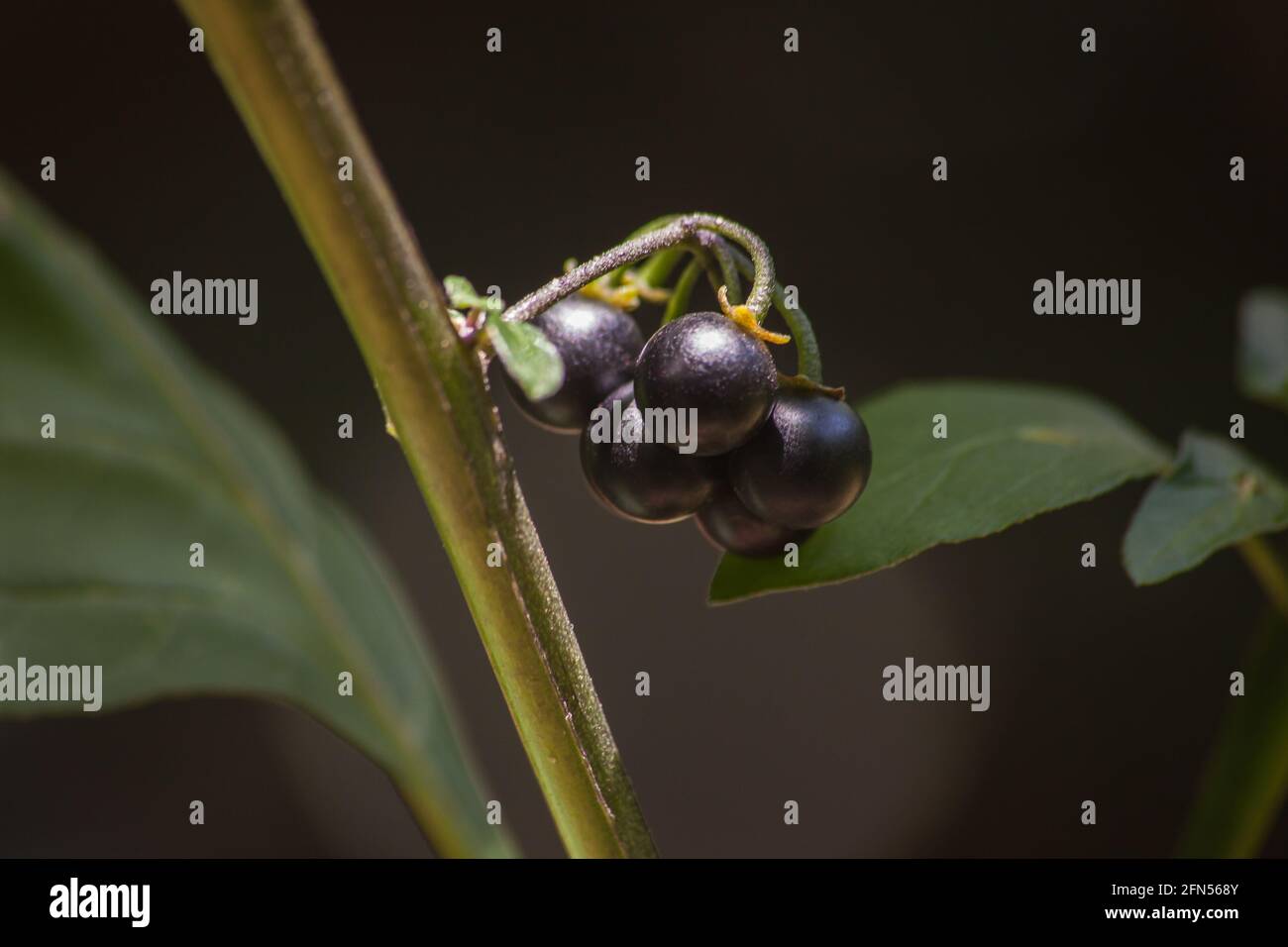 African Nightshade Solanum nigrum 13211 Stock Photo - Alamy