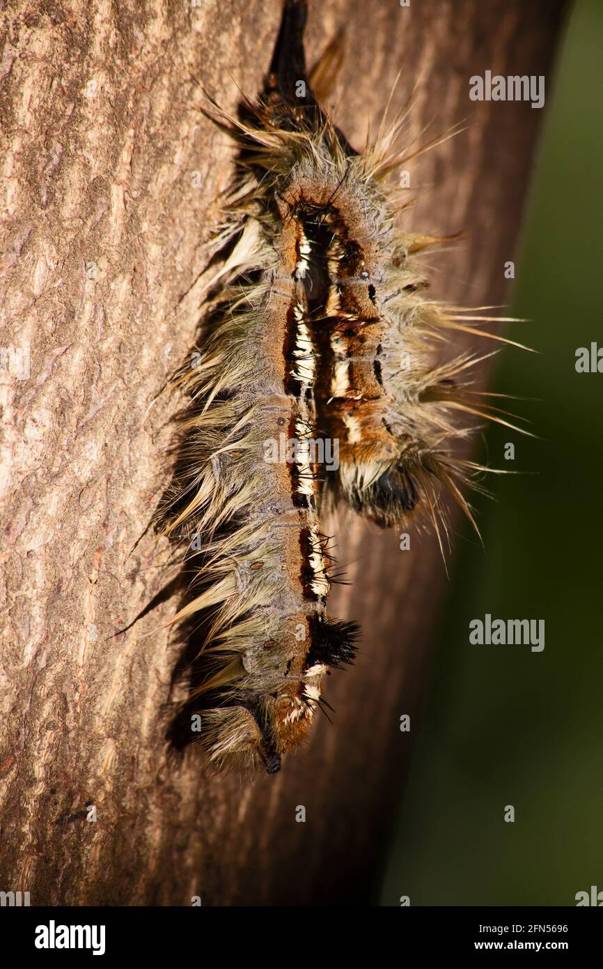 Hairy Caterpillar of the Cape Lappet Moth 13149 Stock Photo - Alamy