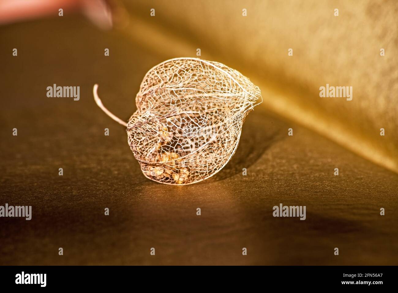Dried skeleton of the husk of the Cape Gooseberry 8796 Stock Photo - Alamy