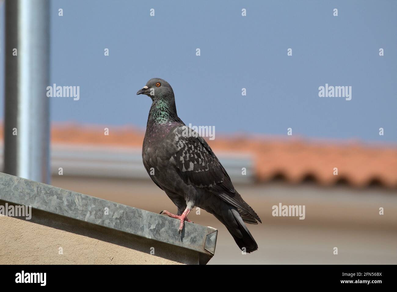 Pigeon Waiting High Resolution Stock Photography and Images - Alamy