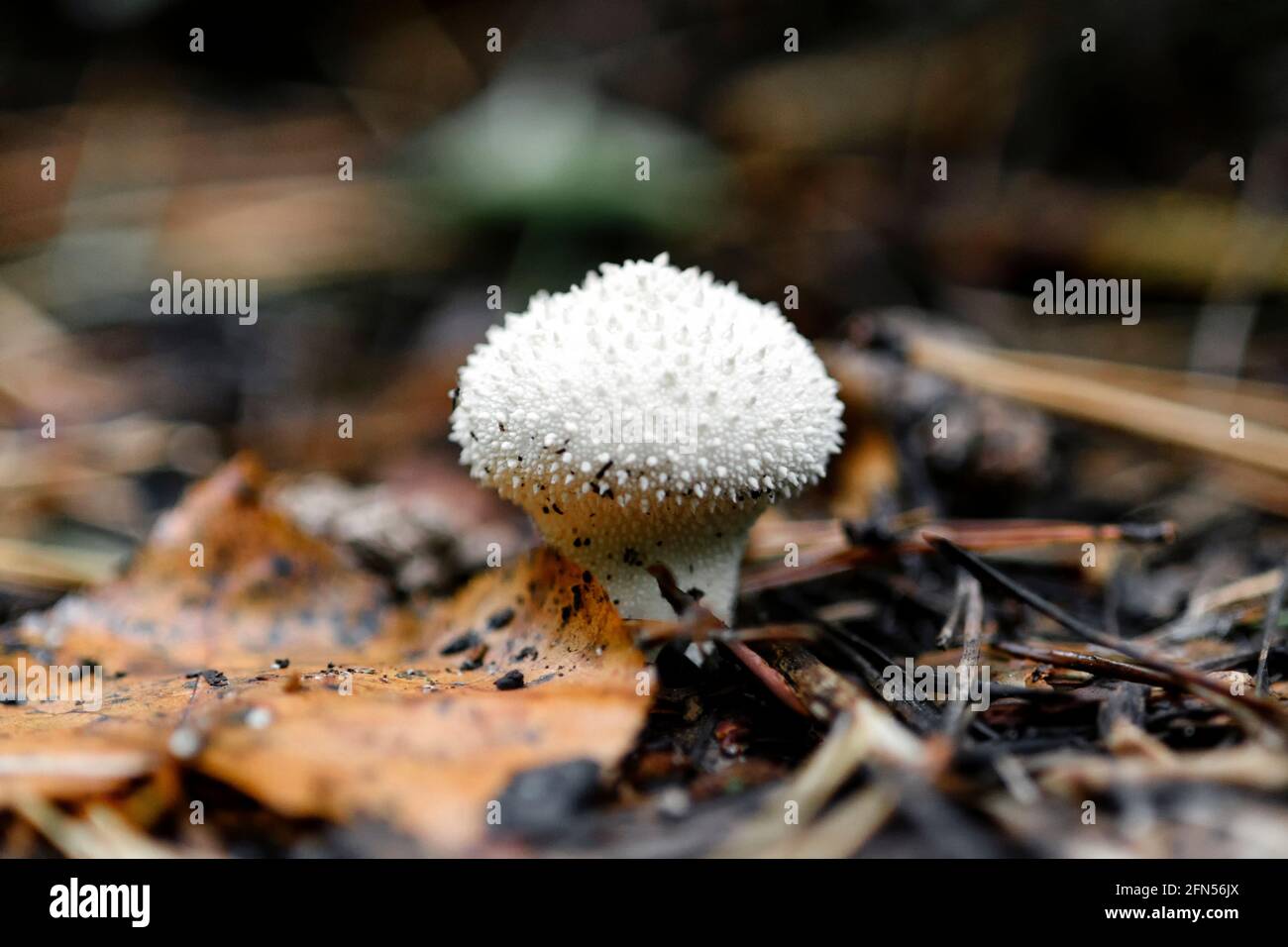 Mushroom Lycoperdon perlatum or common puffball, warted puffball in a ...