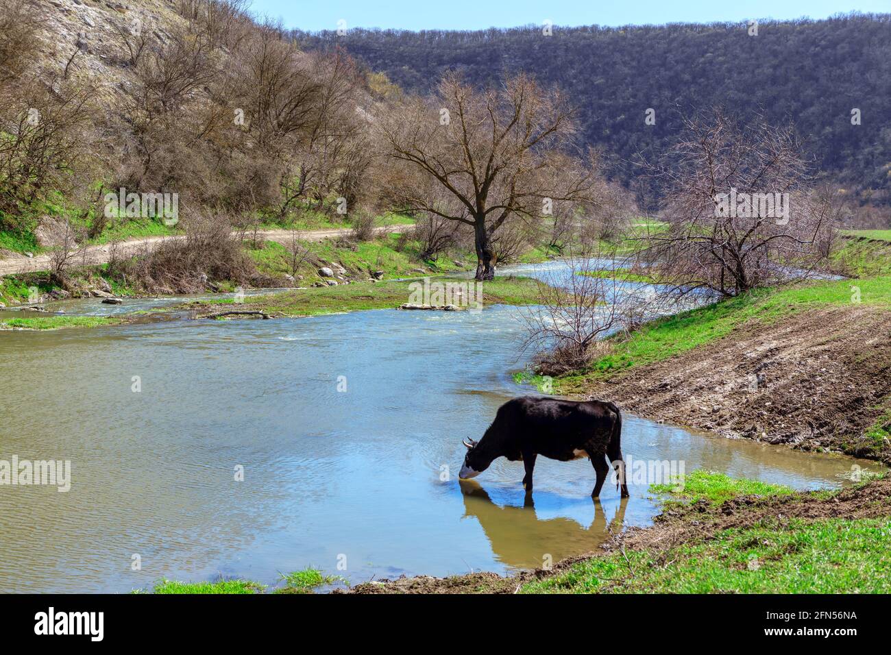 Farm Animal Drinking Water High Resolution Stock Photography and Images ...