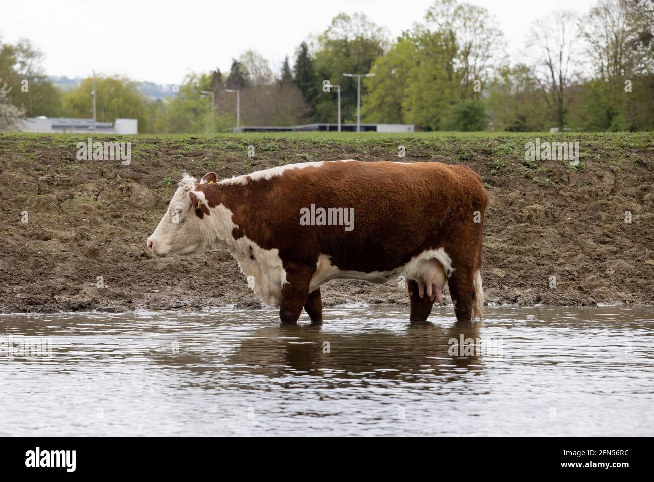 Cow UK; Cow standing in the River Thames at Wallingford Oxfordshire ...