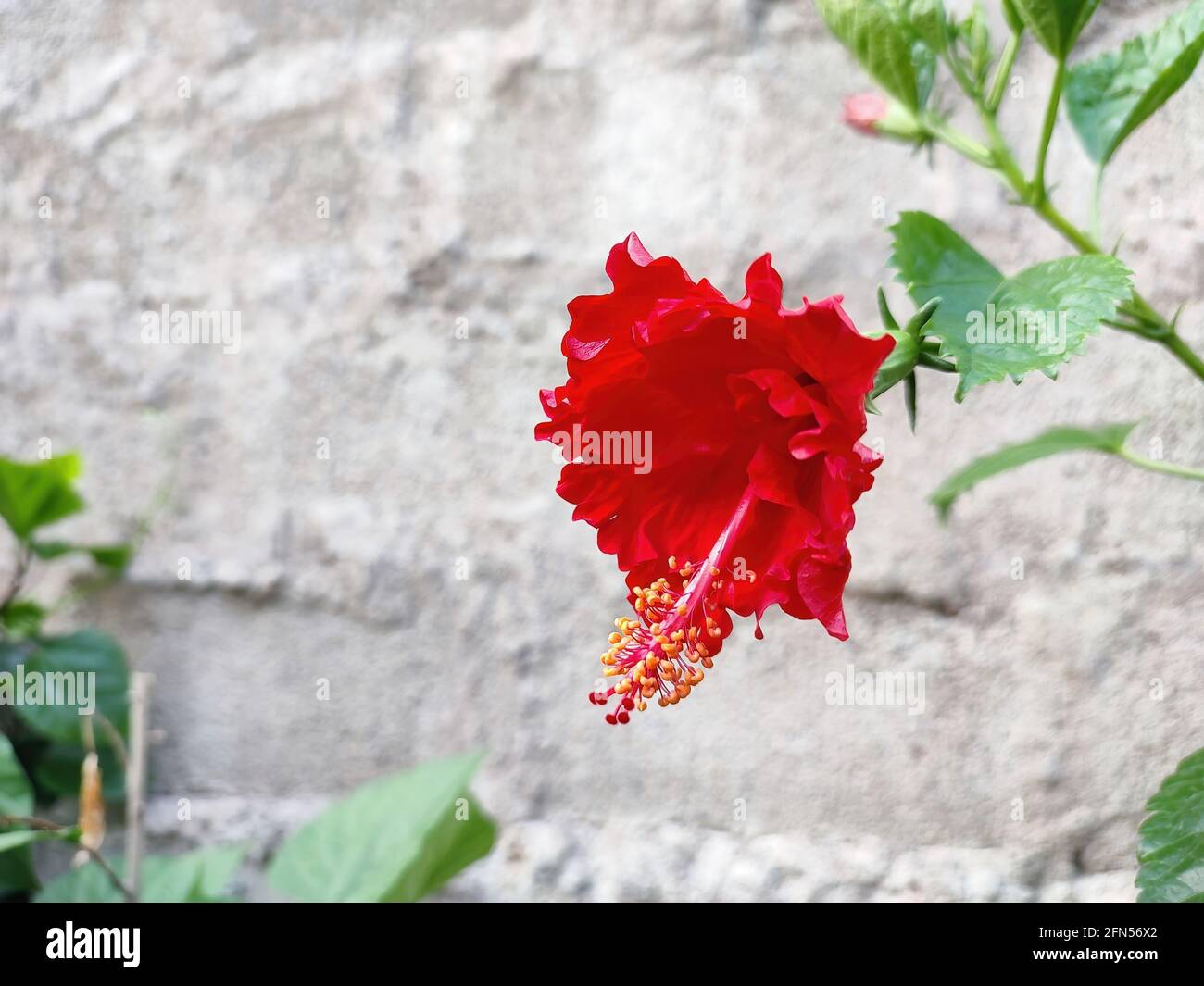 Closeup shot of a pink Hibiscus flower with stamens on a blurred ...