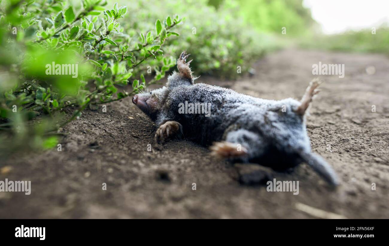 Mole lying dead hi-res stock photography and images - Alamy