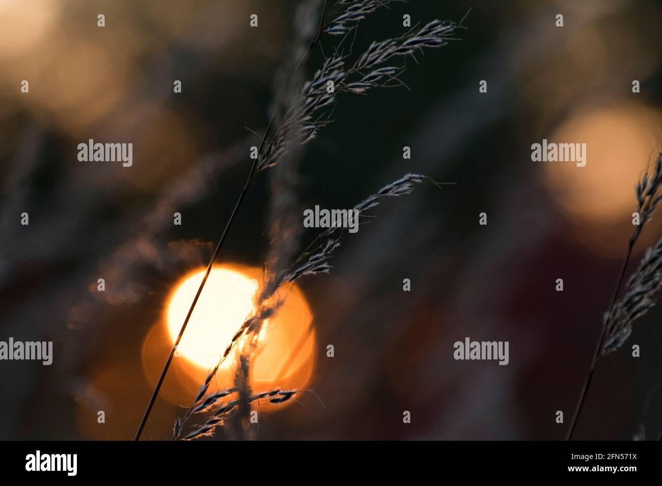 Pictures of wheat hi-res stock photography and images - Alamy