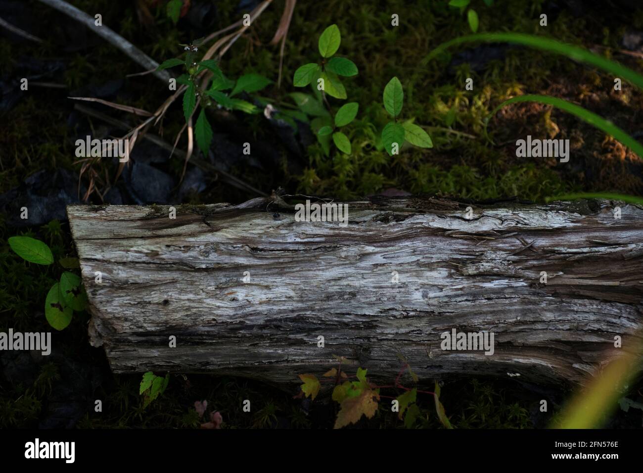 Log near plants hi-res stock photography and images - Alamy