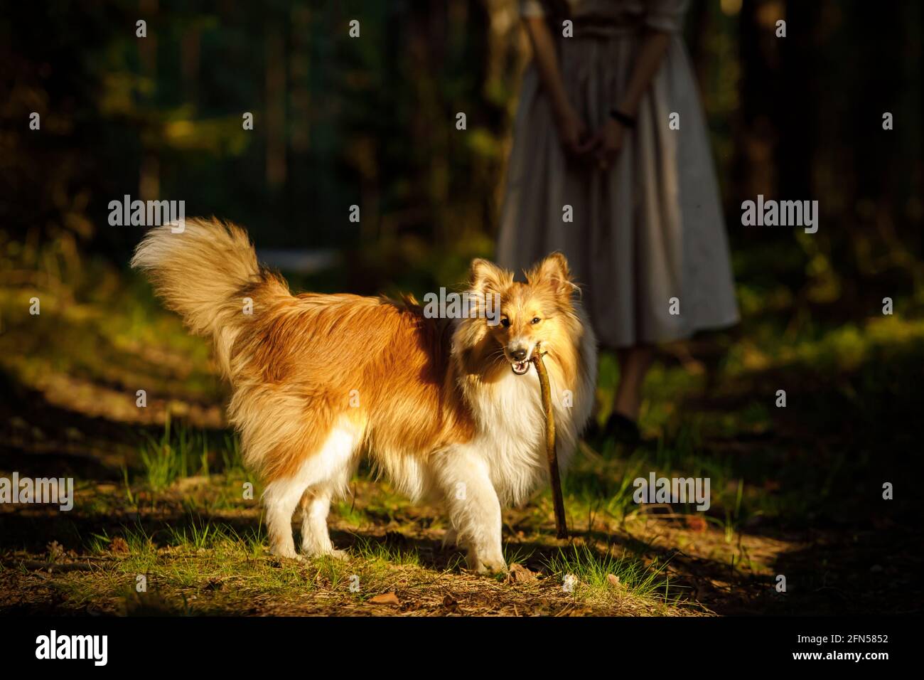 Shetland sheepdog with a stick in teeth. Dog at forest background Stock ...