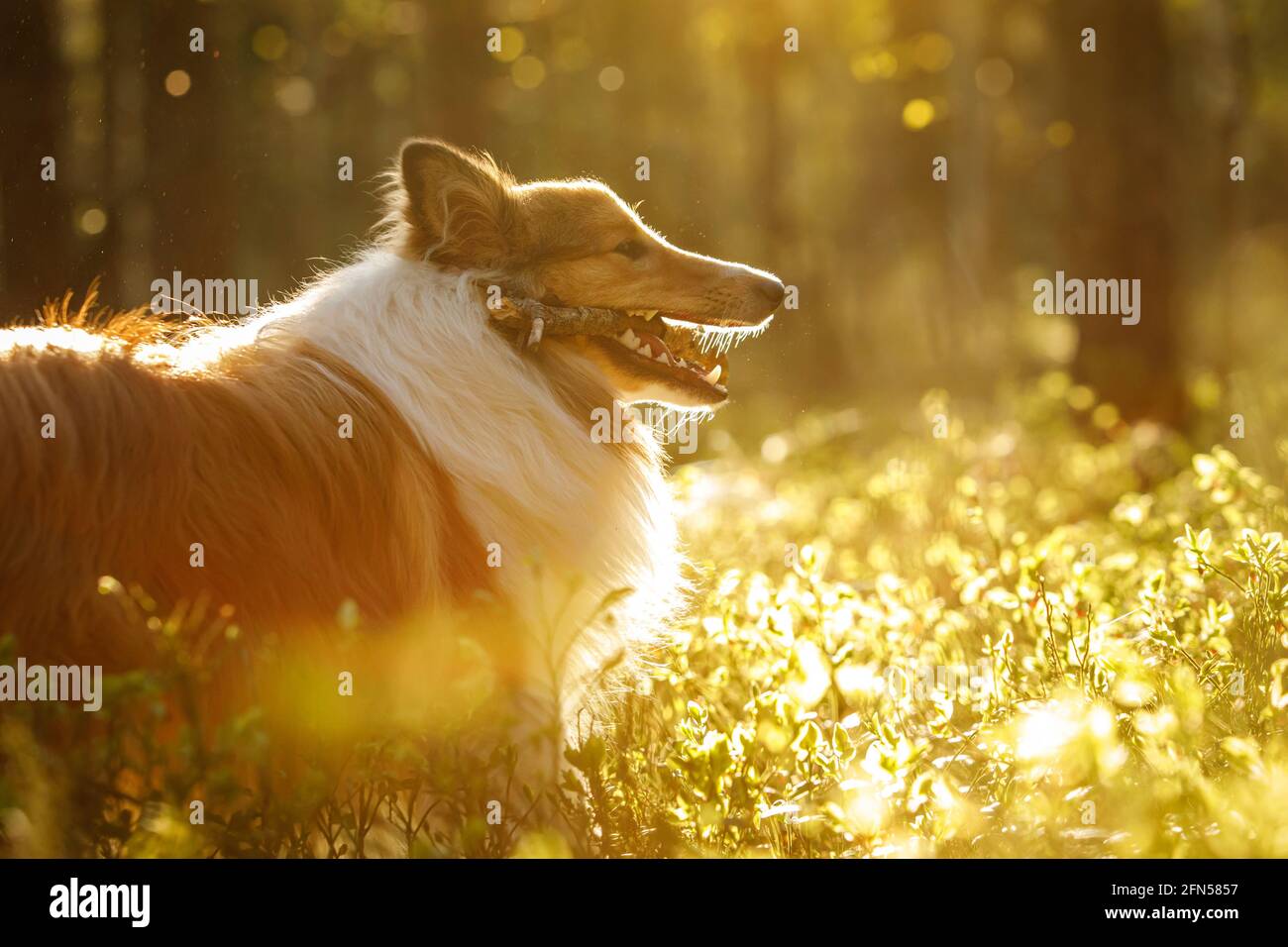 Shetland sheepdog with a stick in teeth. Dog at sunset forest ...