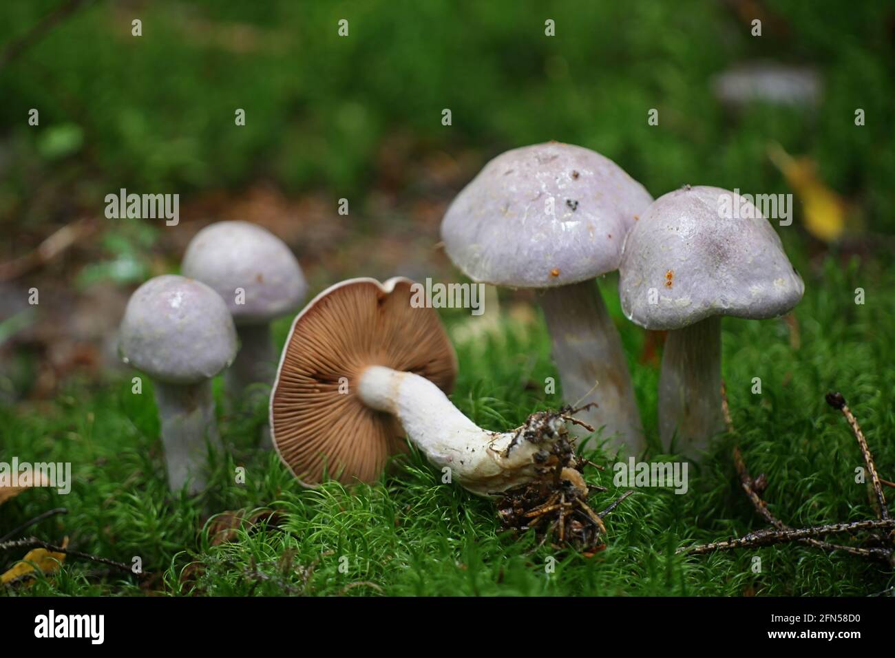 Cortinarius traganus, known as the gassy webcap, wild mushroom from ...
