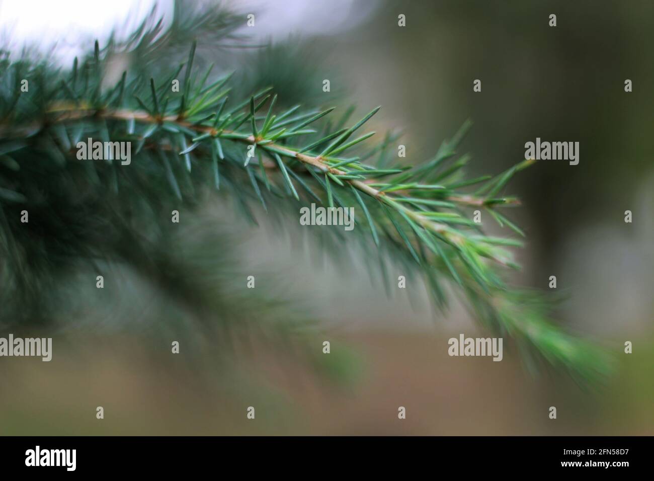 Short leaf pine - Pinus echinata Stock Photo - Alamy