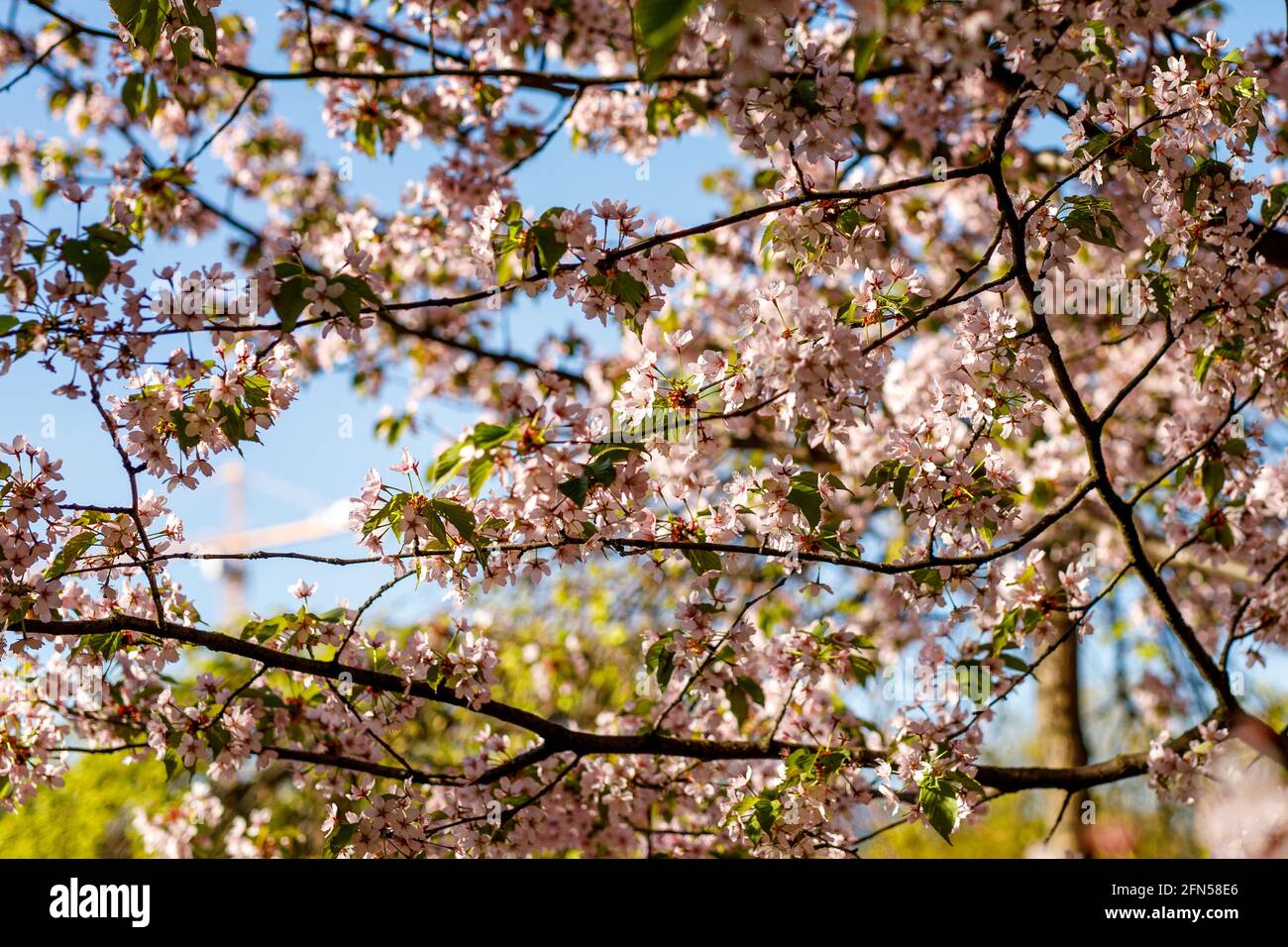 Spring blossom background. Beautiful nature scene of blooming tree. Pink flowers on the branches ...