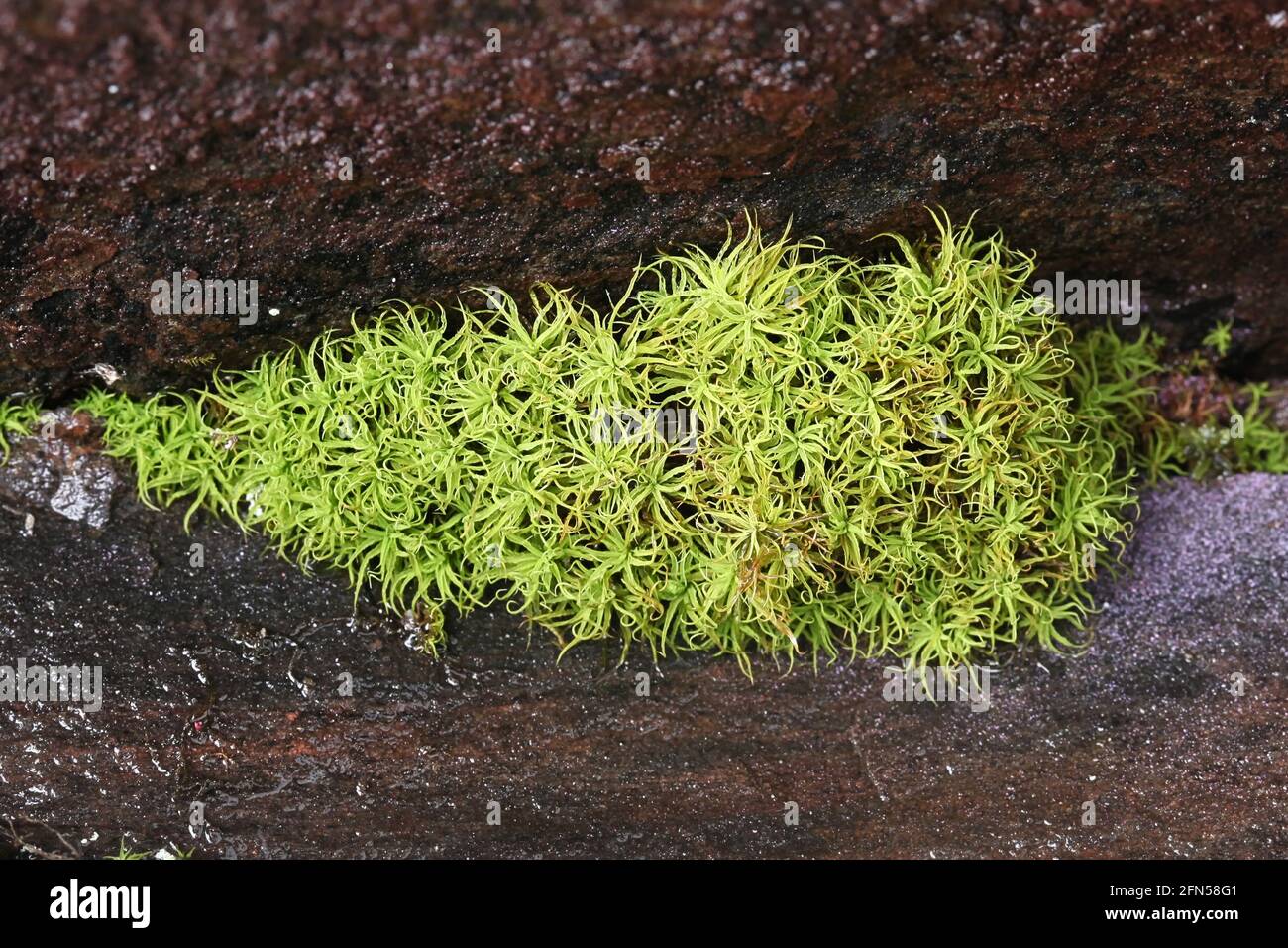 Tortella tortuosa, commonly known as frizzled crisp-moss Stock Photo ...