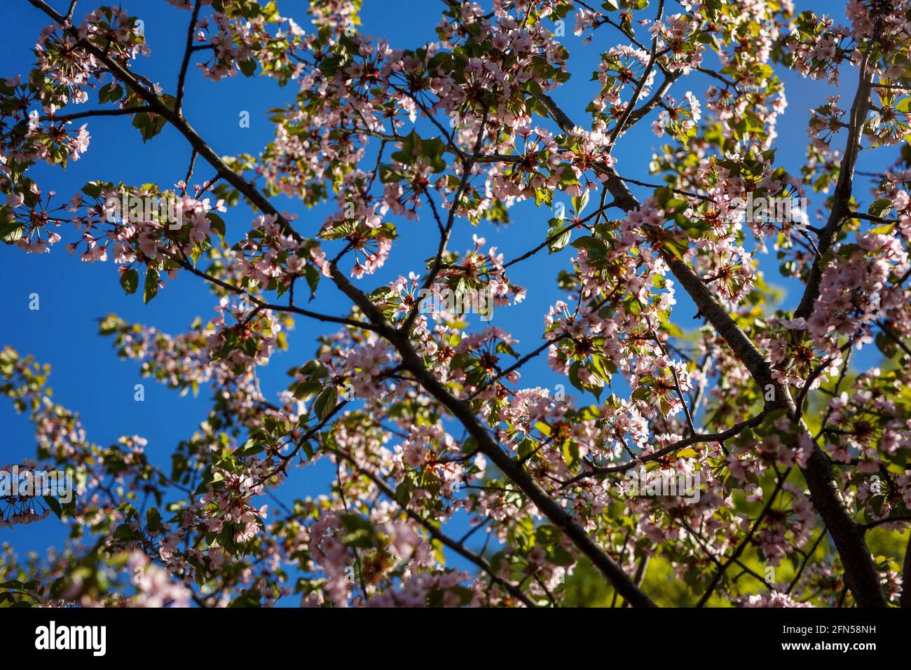 Spring blossom background. Beautiful nature scene of blooming tree. Pink flowers on the branches ...