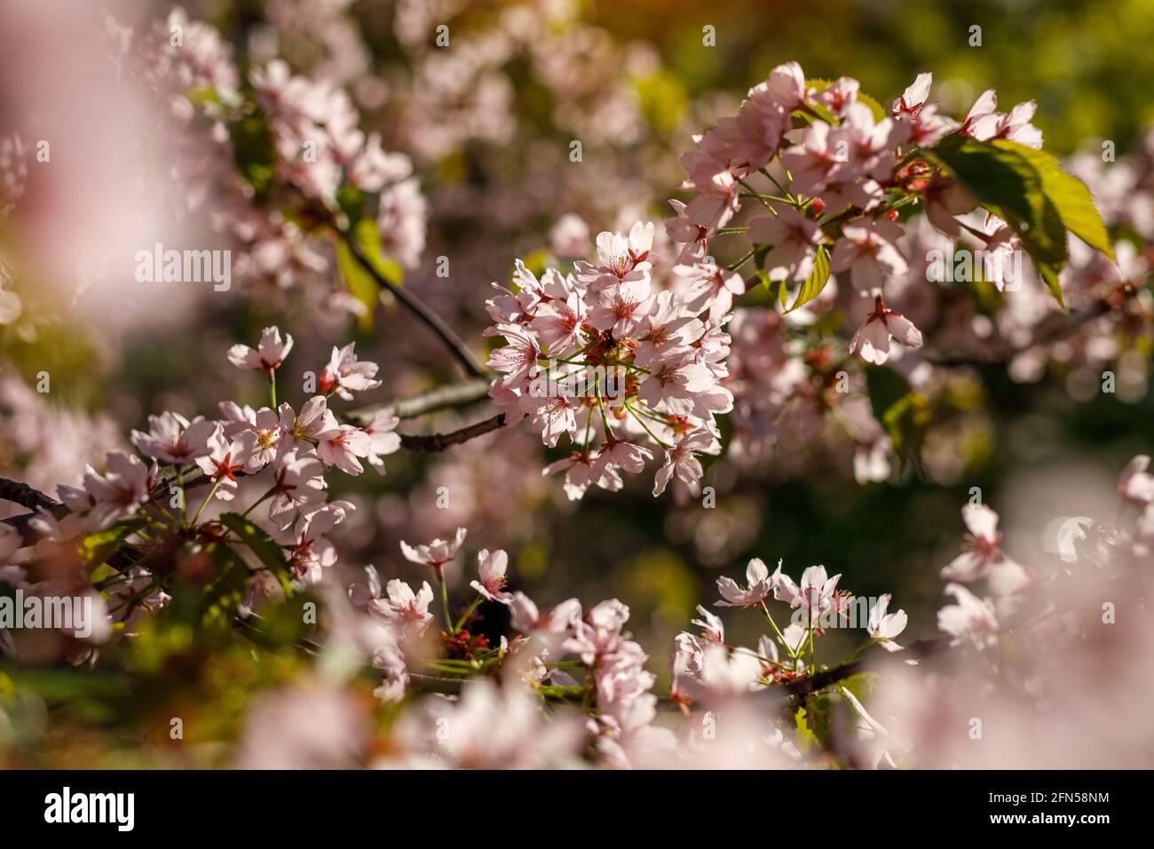 Spring blossom background. Beautiful nature scene of blooming tree ...