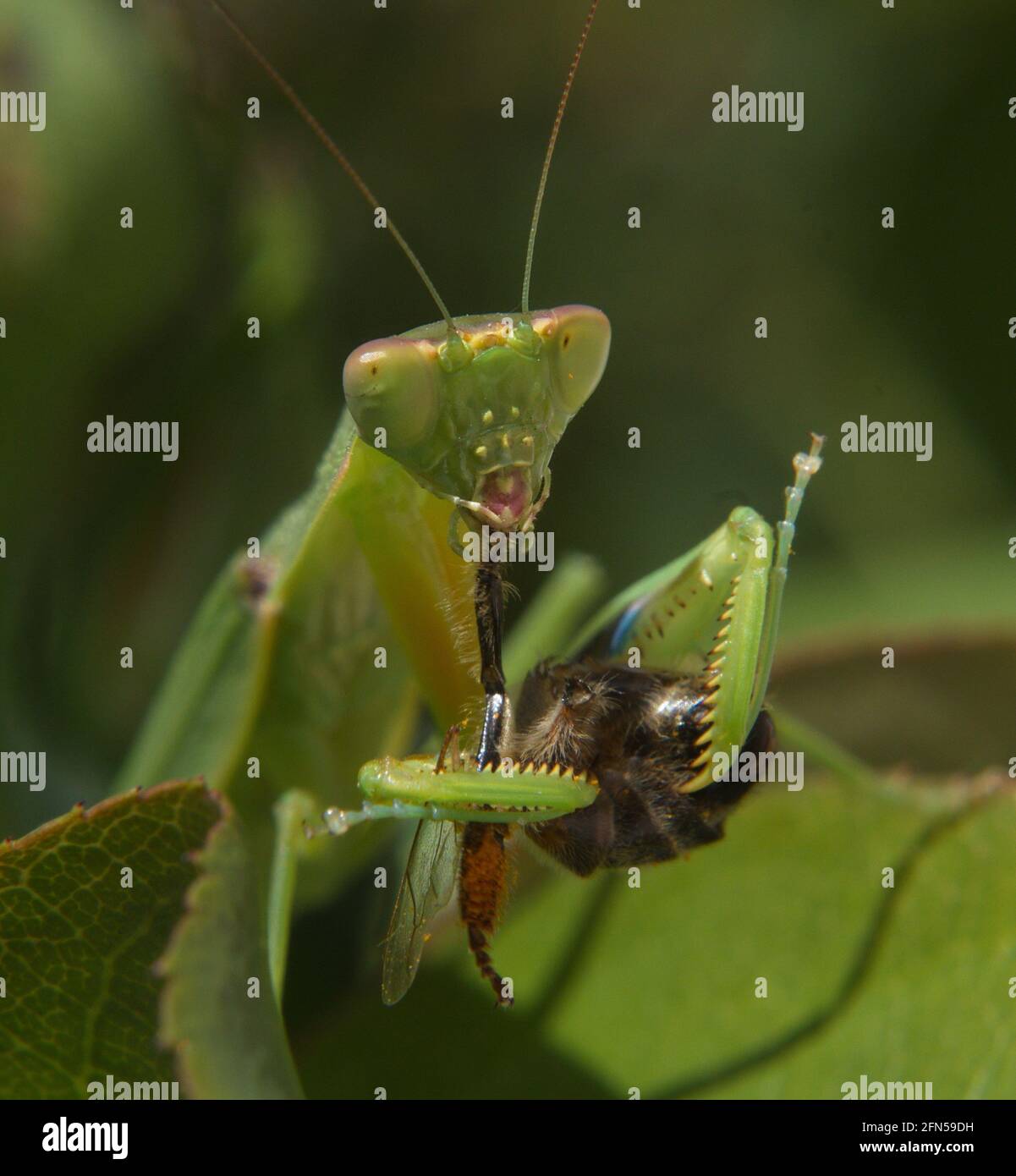 Praying Mantis Eating Bee - leg dangling from mouth Stock Photo - Alamy