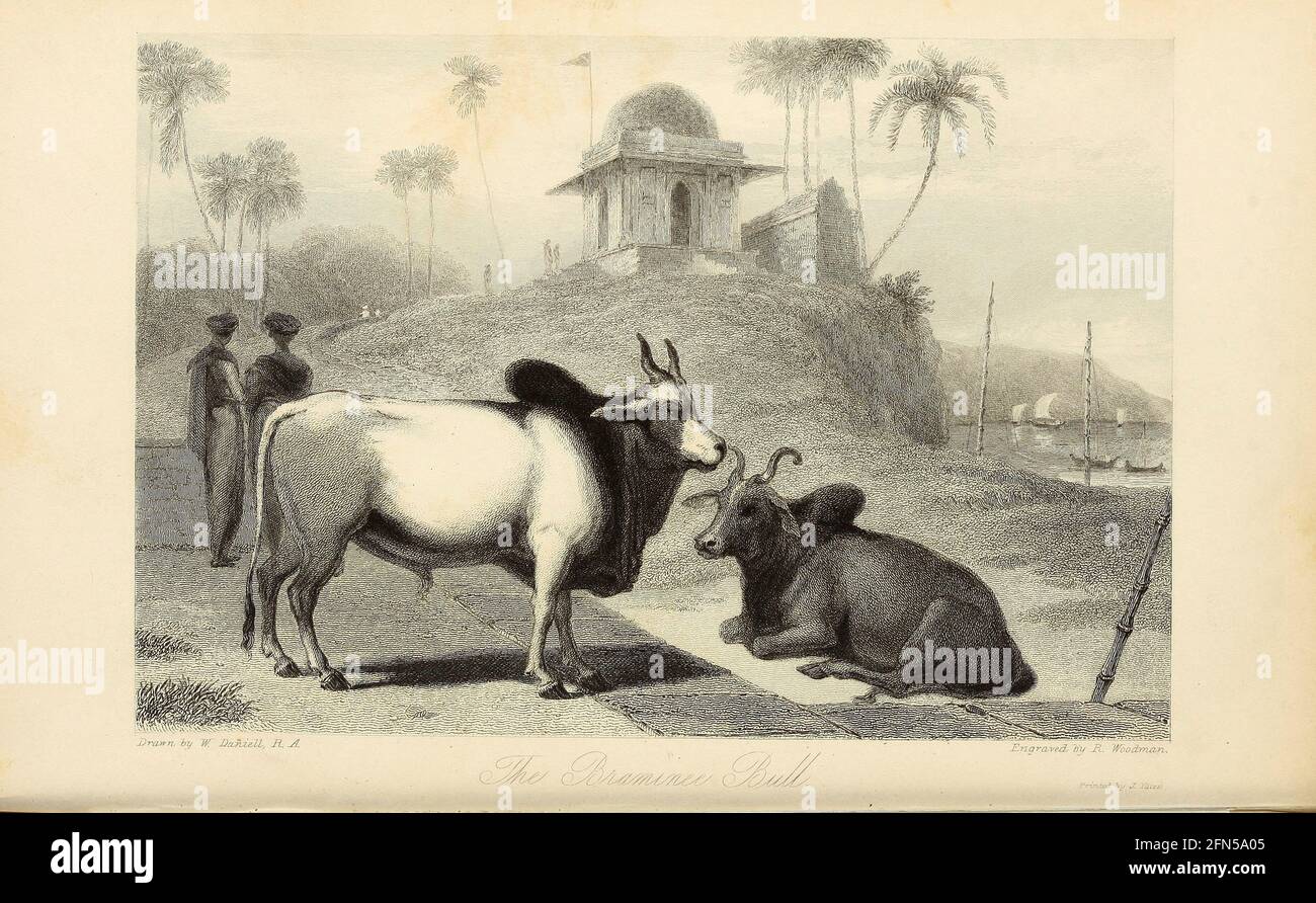 The Braminee Bull From the book ' The Oriental annual, or, Scenes in ...
