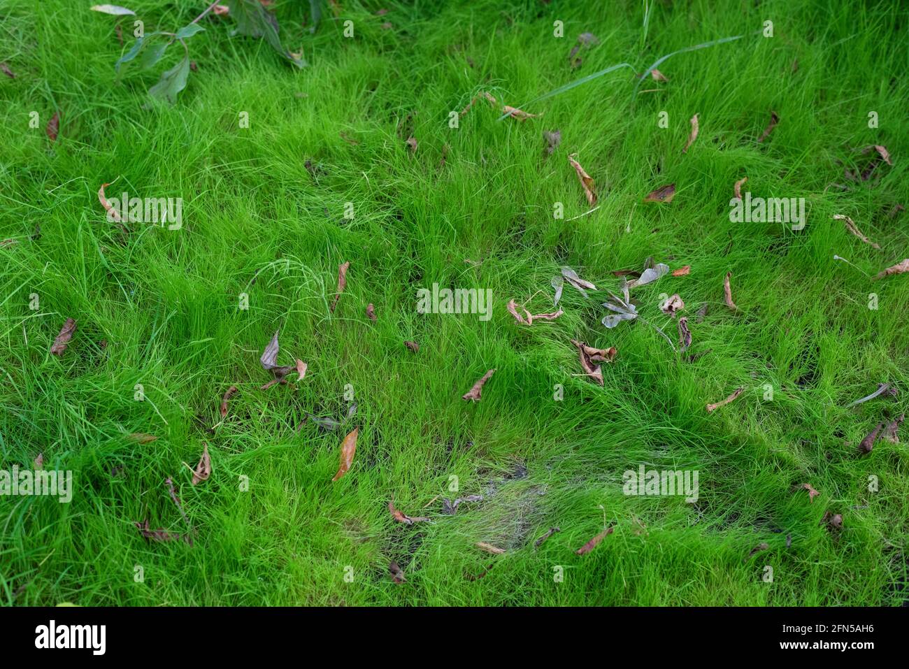 Green unkempt law. Wild grass with fallen leaves. Natural background ...
