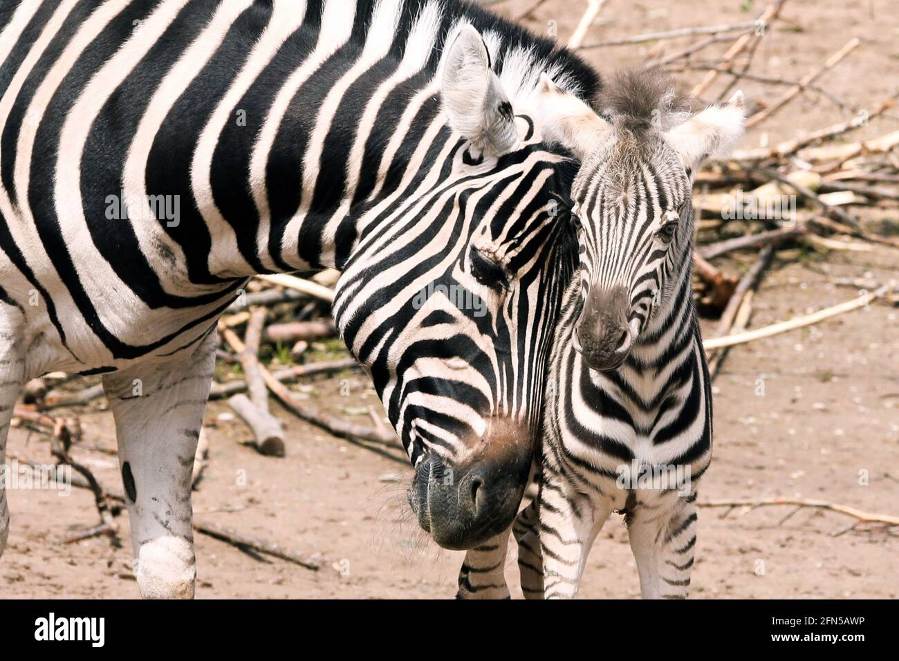 Dresden, Germany. 14th May, 2021. Zebra foal Django with his mother ...