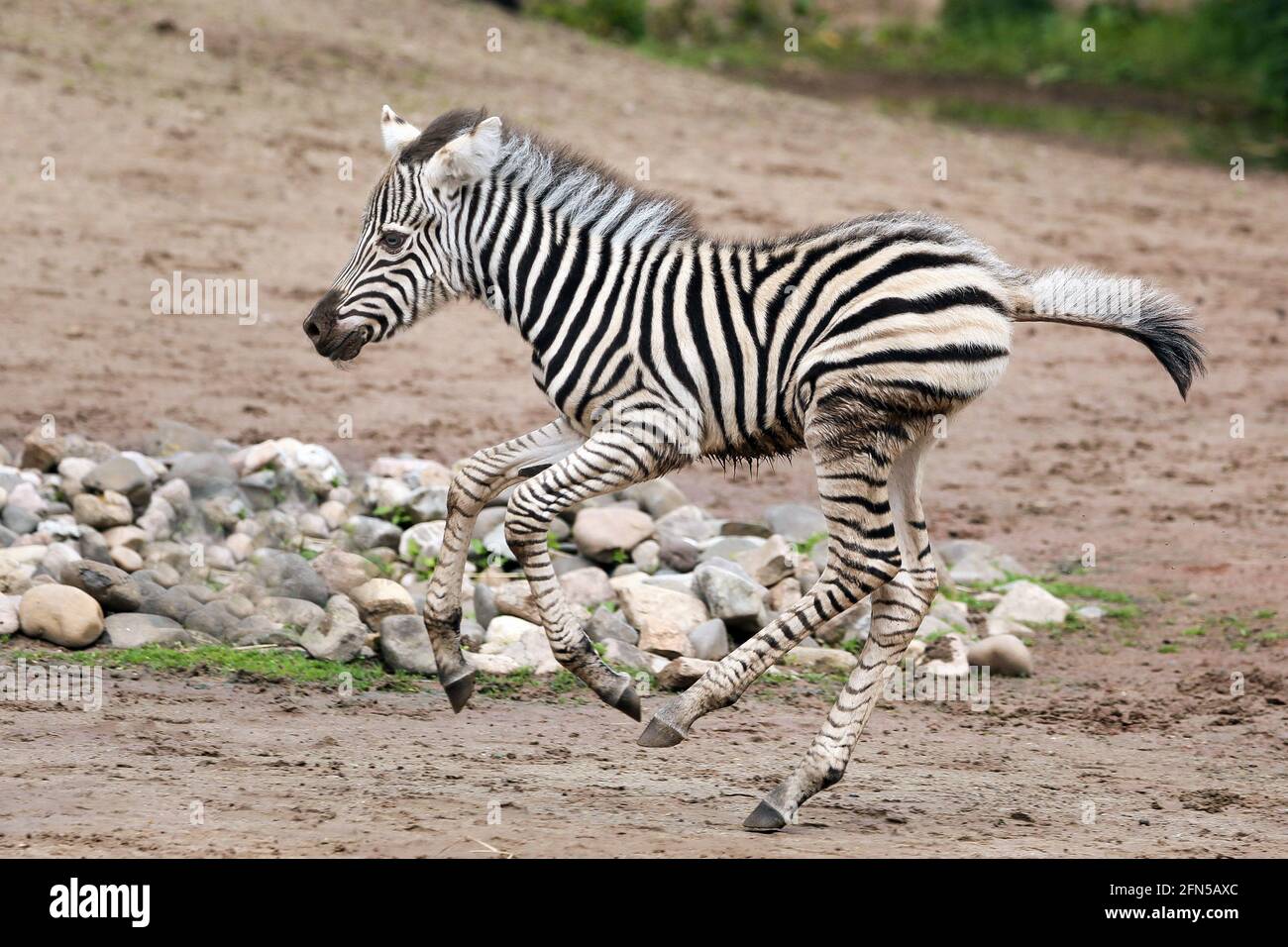 Zebra in enclosure zoo in hi-res stock photography and images - Alamy
