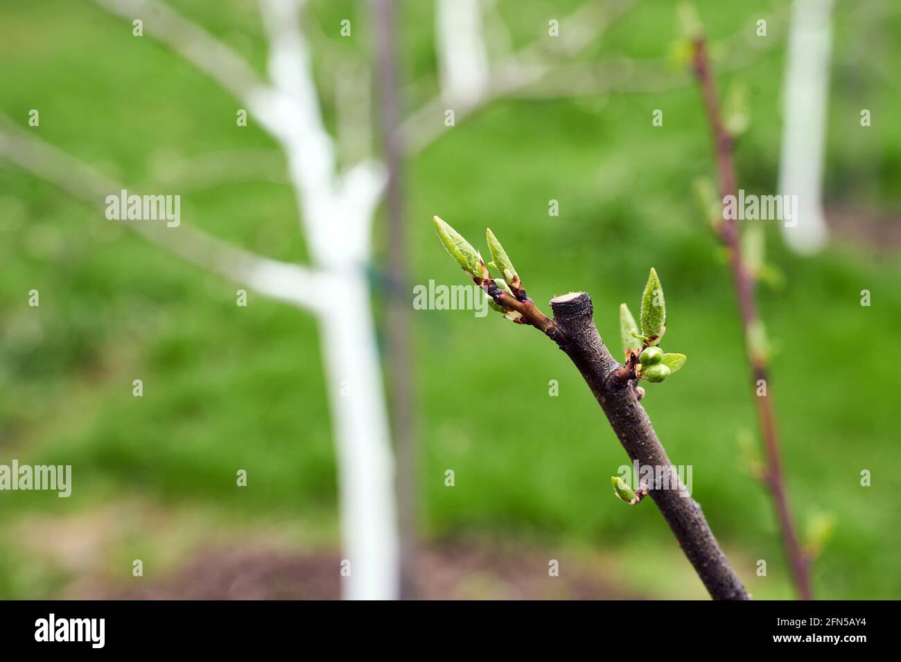 Fresh cut twig of the fruit tree with fresh green buds on beautiful ...